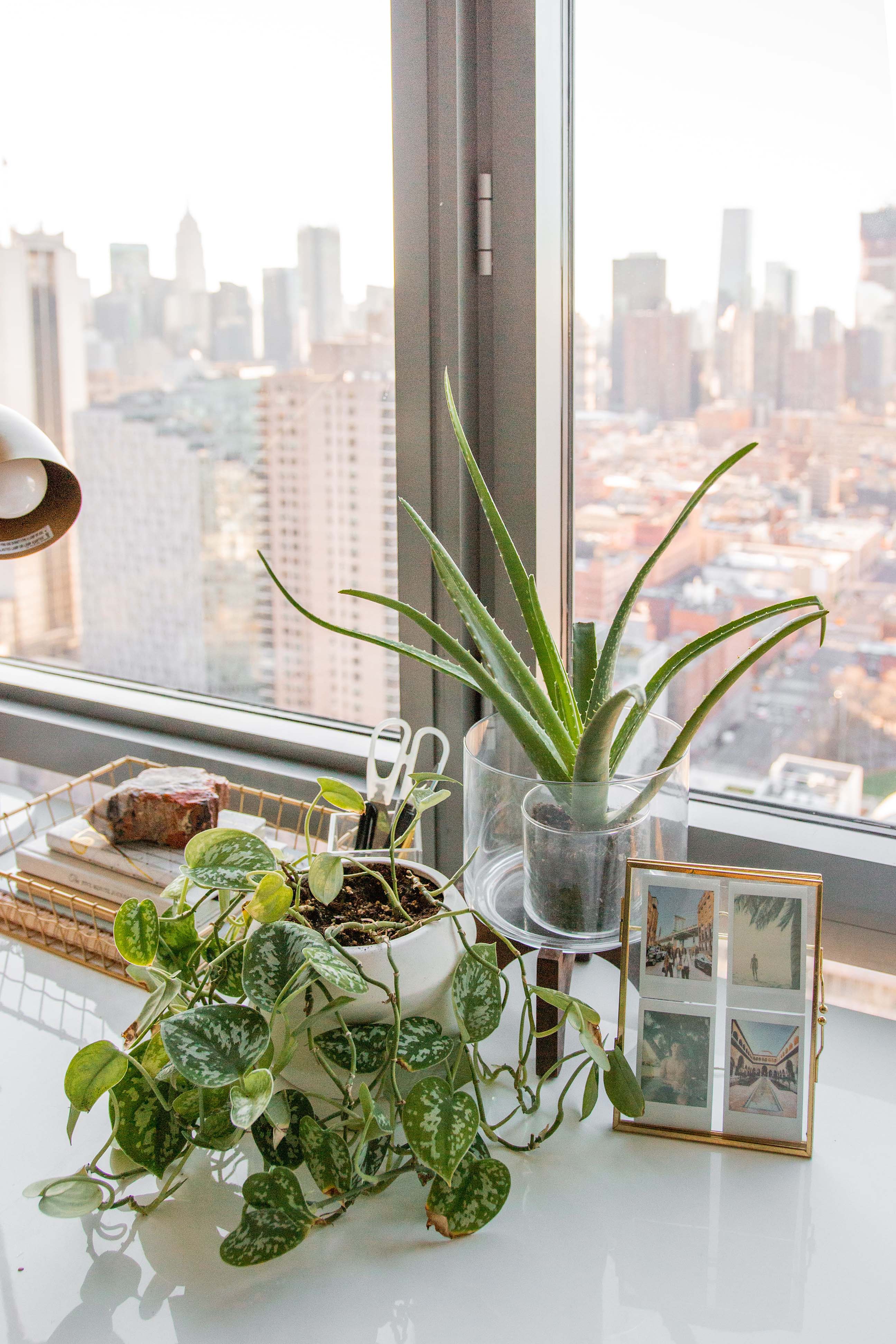 8 Easy Houseplants for Beginners – ORANA HOME